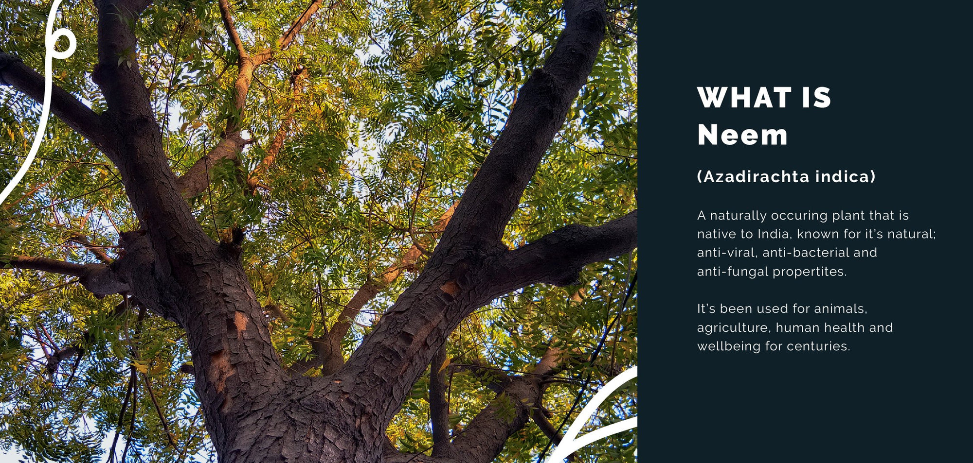 Native Neem – nativeneem singapore